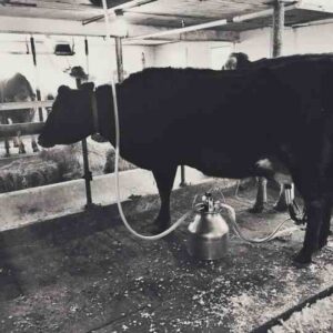 How to Use a Bucket Milker – Mother Earth News